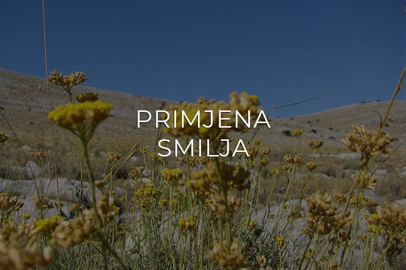 Primjena smilja - Salvia Kornati